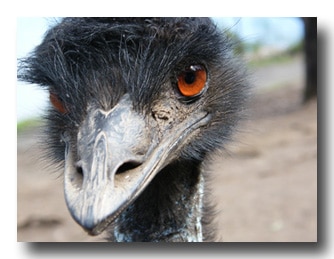 Fear of Landing – A Close Encounter with an Emu